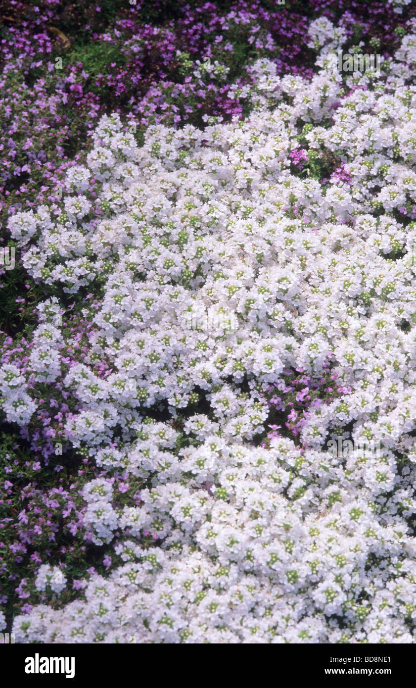 thyme Thymus serphyllum Snowdrift Stock Photo - Alamy