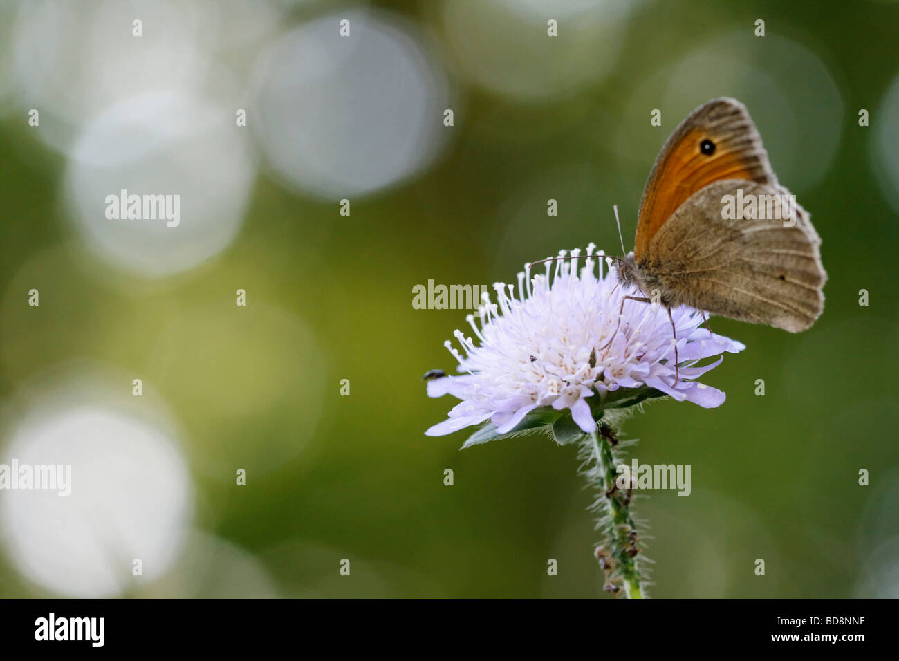 France butterfly hi-res stock photography and images - Alamy
