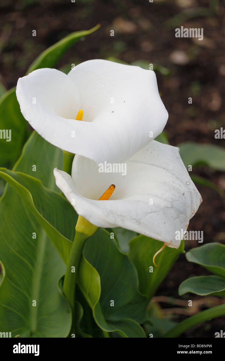 Two white arum lilies Zantedeschia aethiopica Stock Photo - Alamy