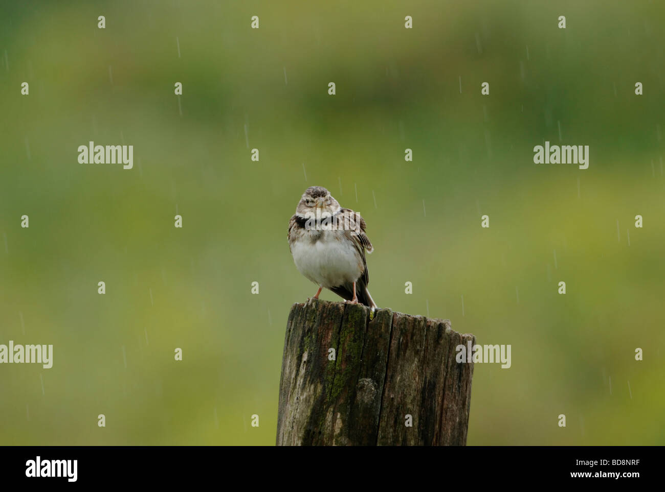 Calandra lark melanocorypha calandra turkey hi-res stock photography ...