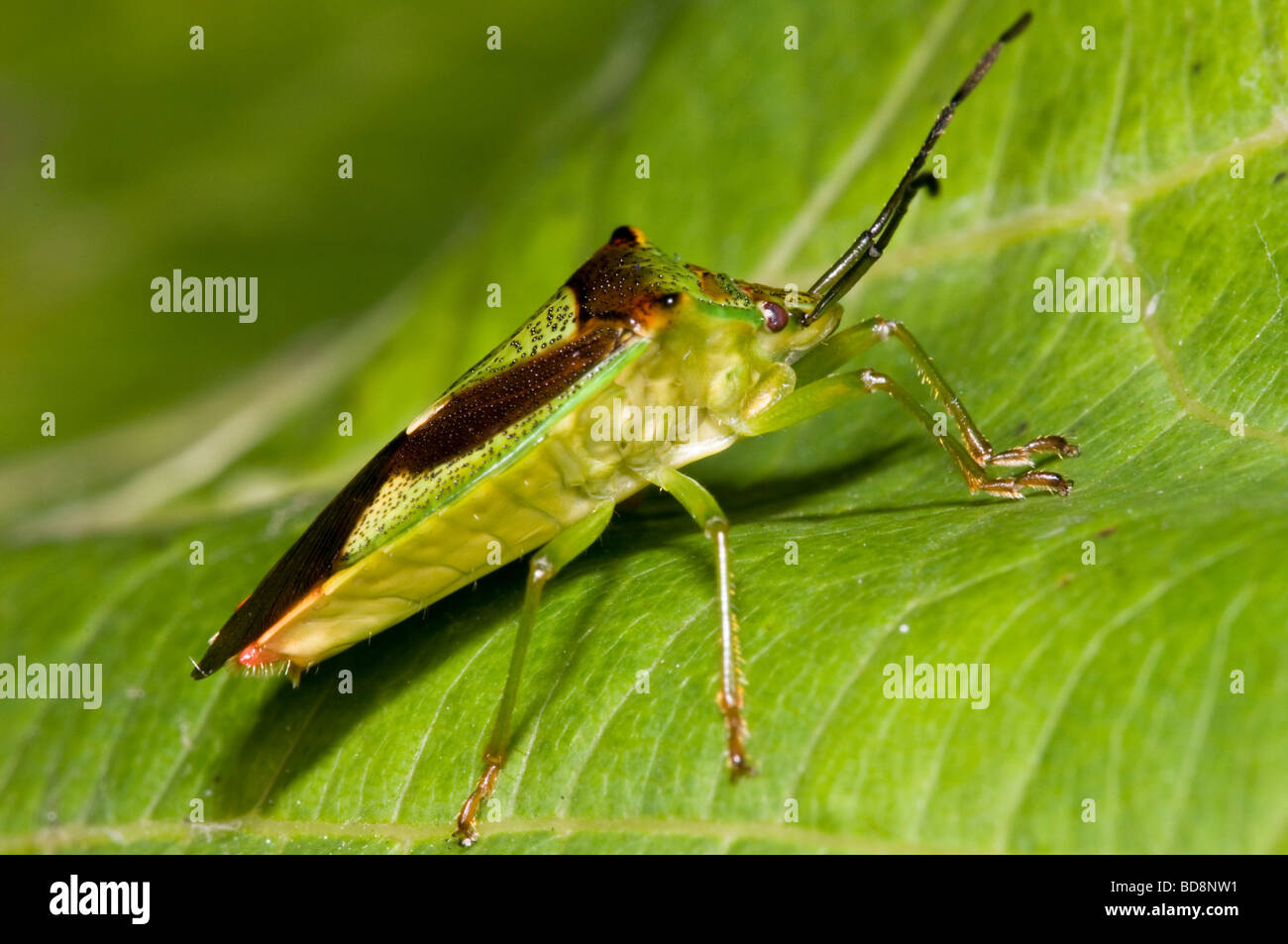Hawthorn shield bug hi-res stock photography and images - Alamy