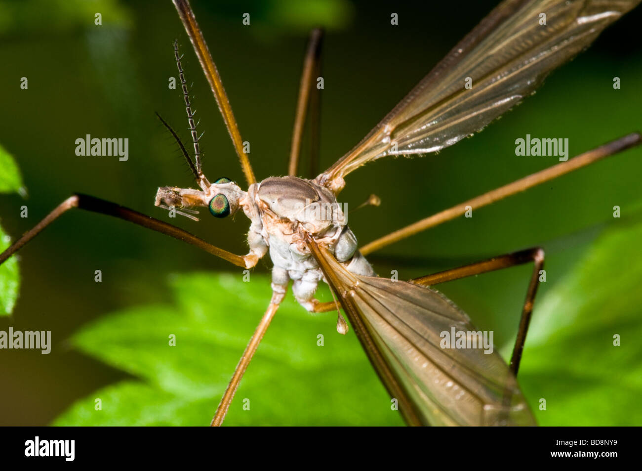 Halteres hi-res stock photography and images - Alamy