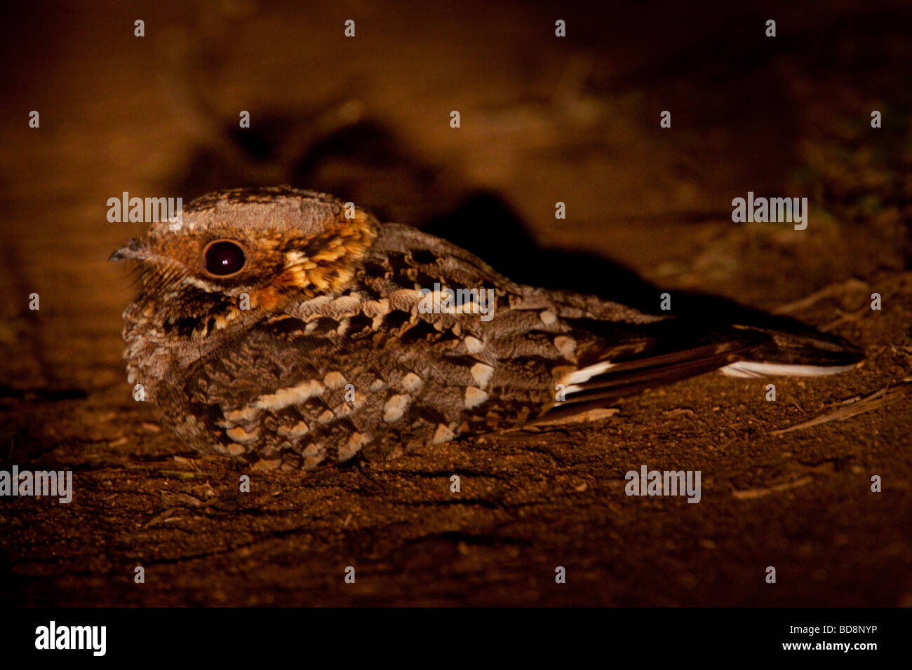 Square tailed Nightjar (Caprimulgus Fossii). Ndumo Game Reserve ...