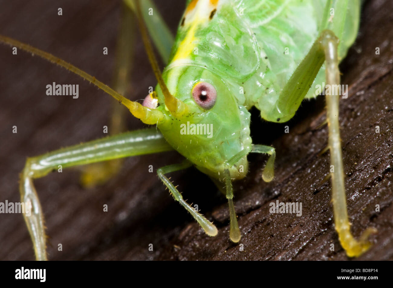 Oak bush cricket! hi-res stock photography and images - Alamy