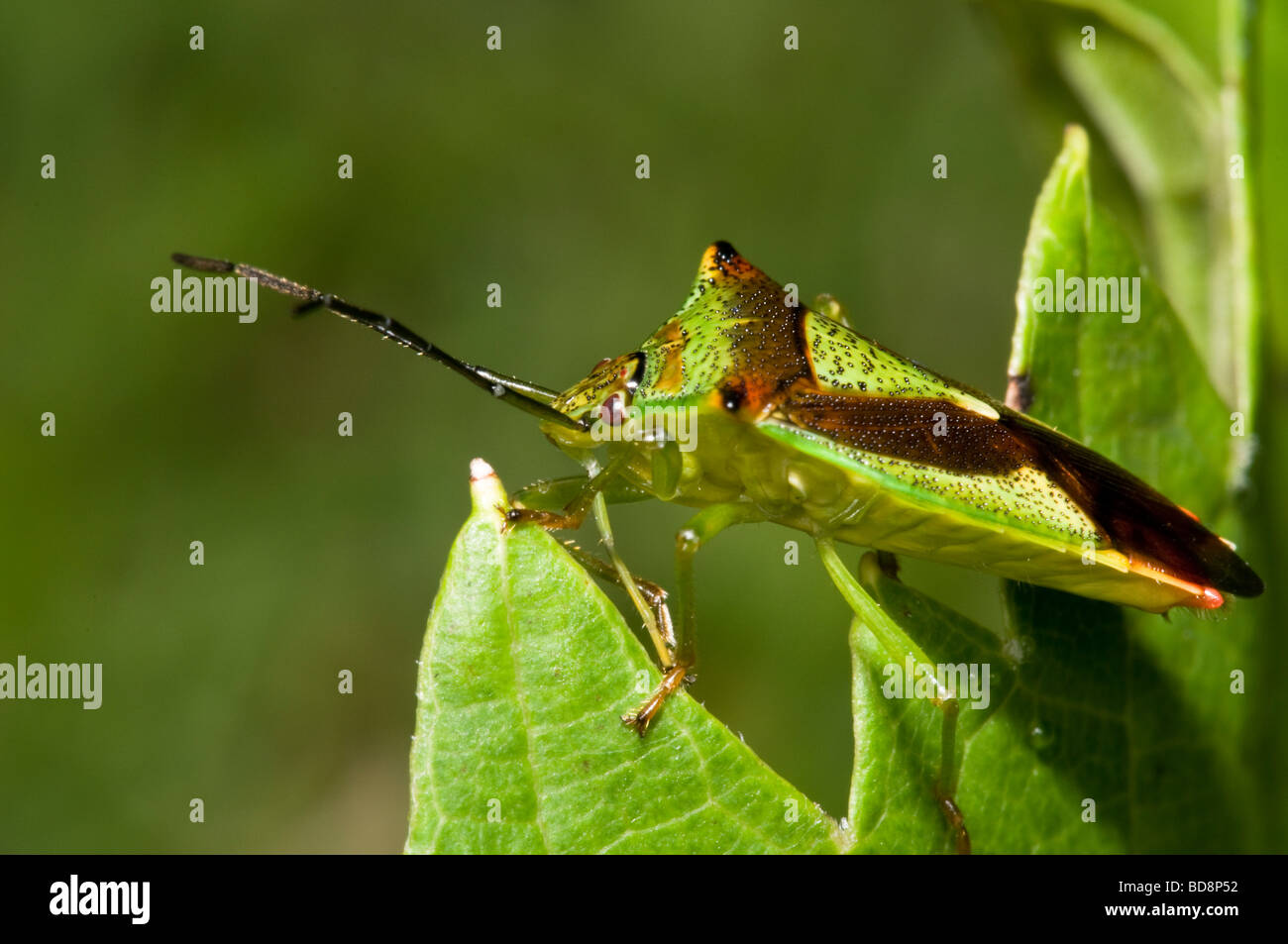 Hawthorn Shield Bug Stock Photo - Alamy