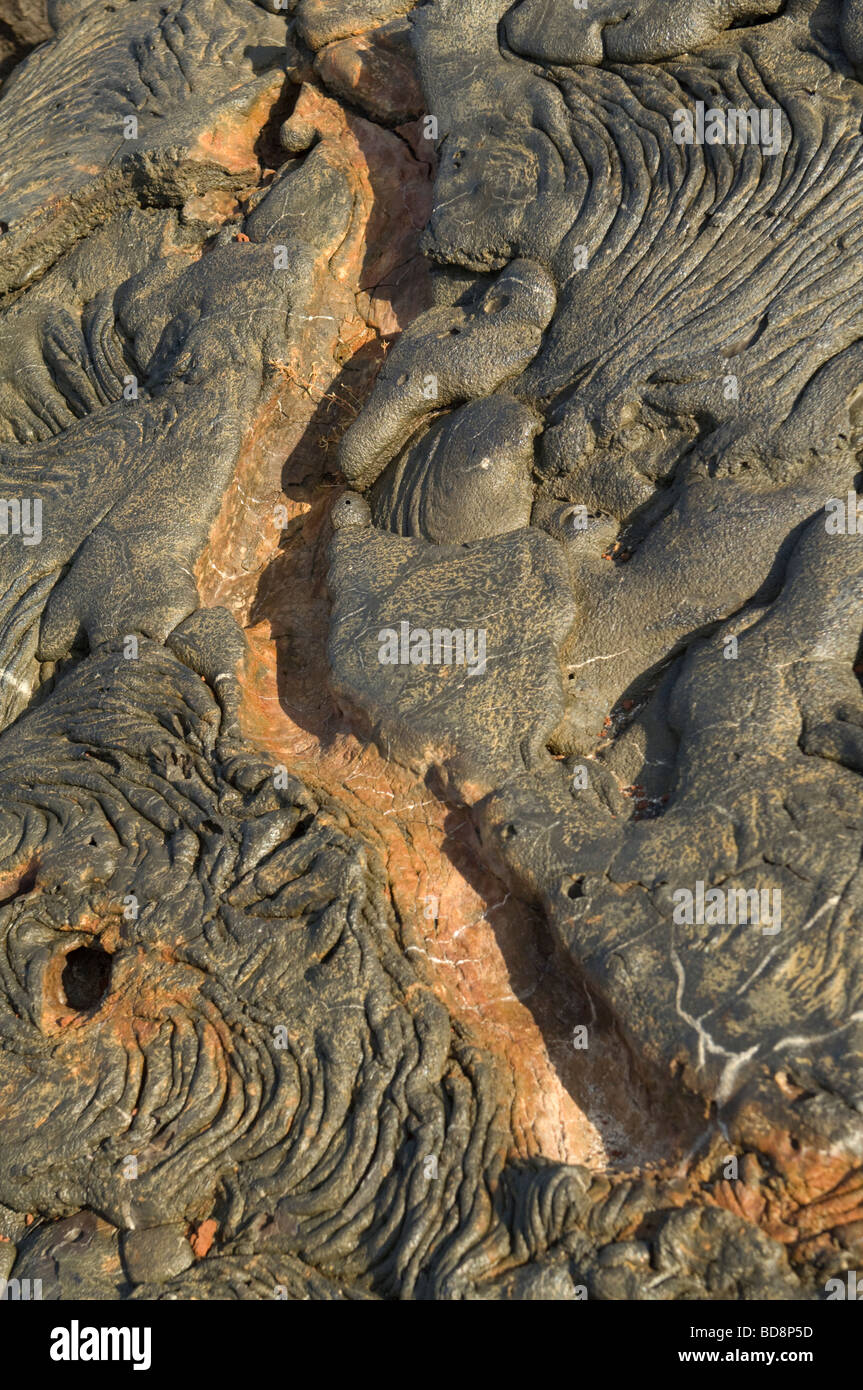 Leatherleaf Tree (Maytenus octogona) bark impression in pahoehoe lava ...