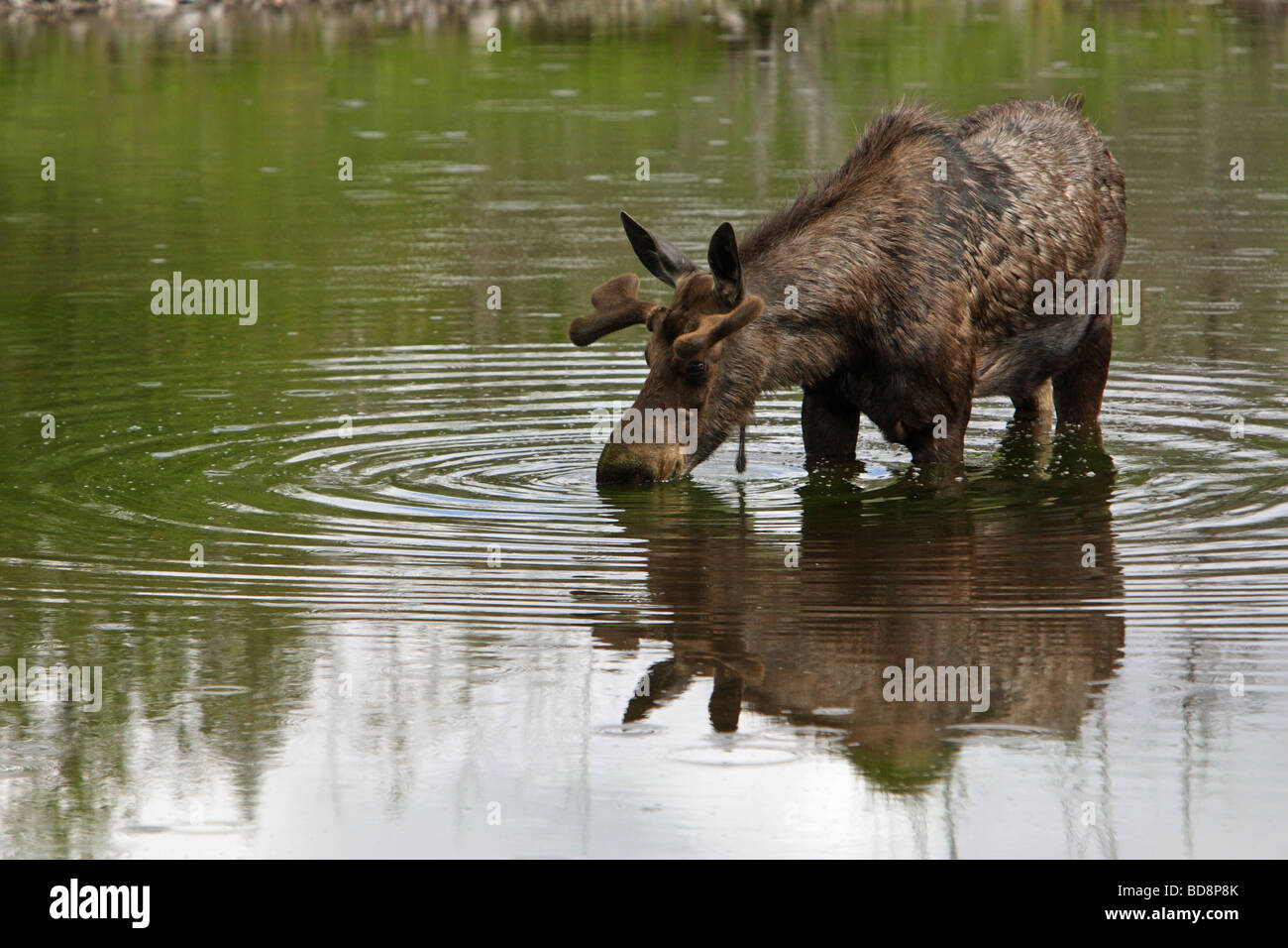 Moose water hi-res stock photography and images - Alamy