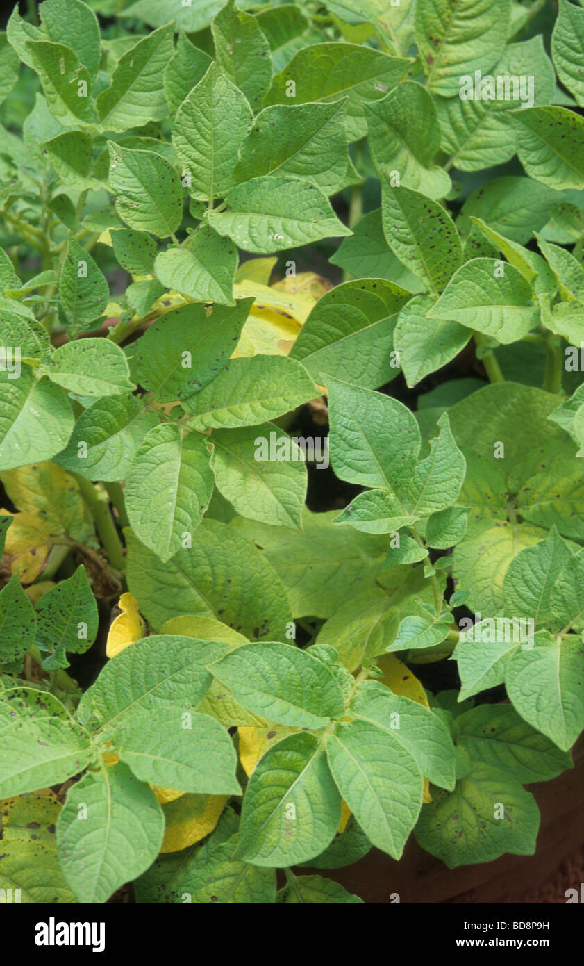leaves of Potato Sante Stock Photo - Alamy