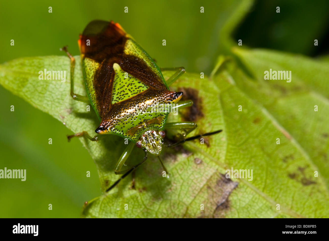 Hawthorn shield bug hi-res stock photography and images - Alamy