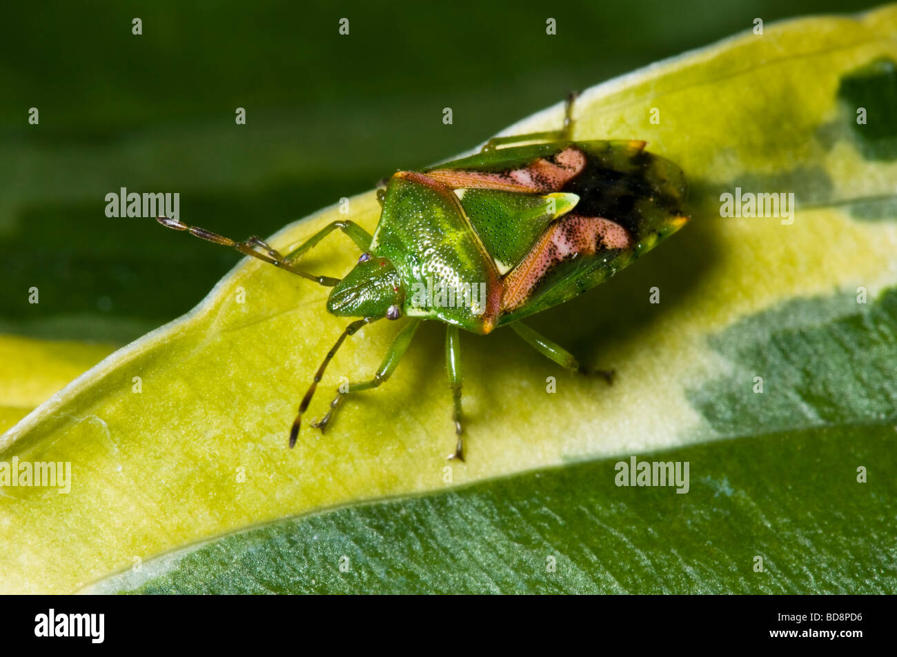 Juniper shield bug Stock Photo - Alamy