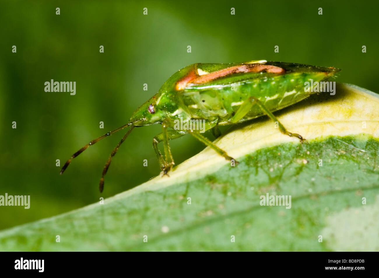 Juniper shield bug Stock Photo - Alamy