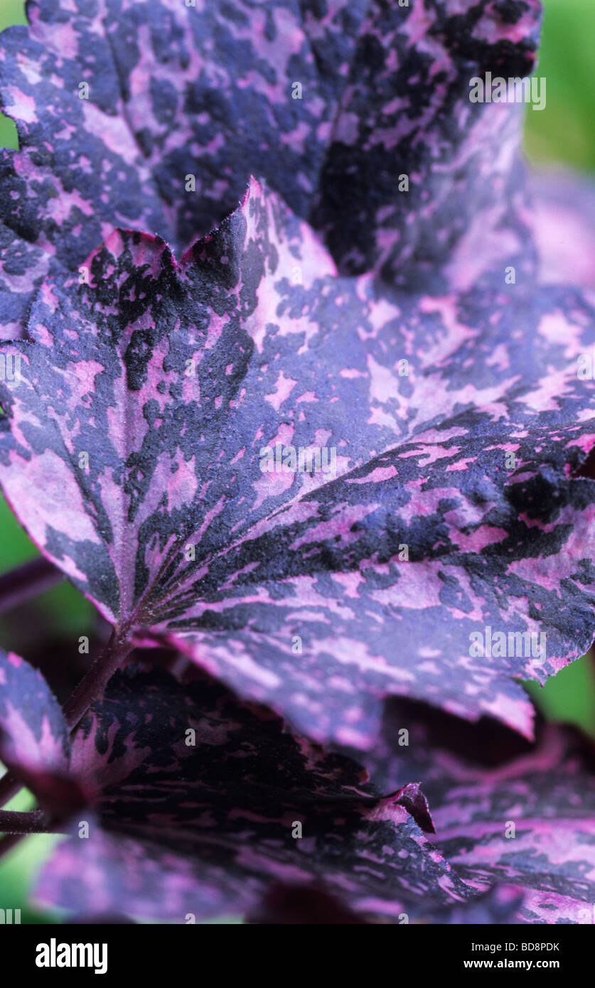 Midnight rose flower hi-res stock photography and images - Alamy