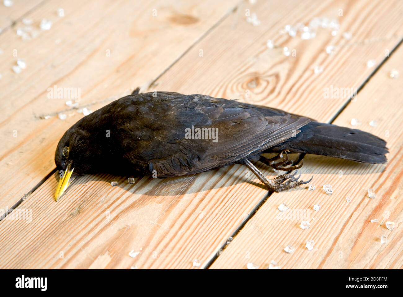 Dead blackbird on the floor Stock Photo - Alamy