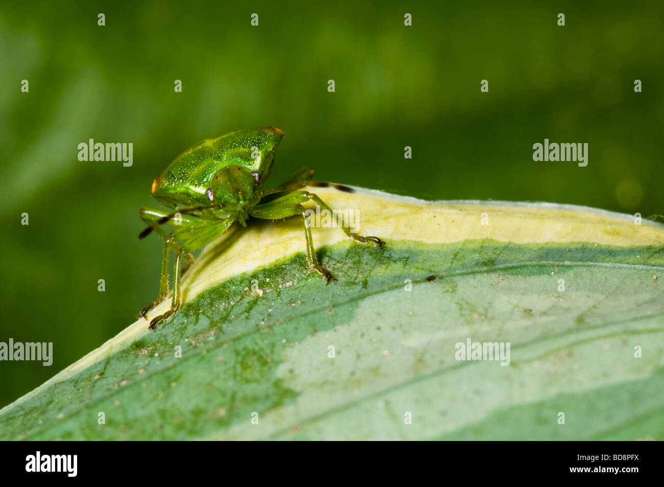 Juniper shield bug Stock Photo - Alamy