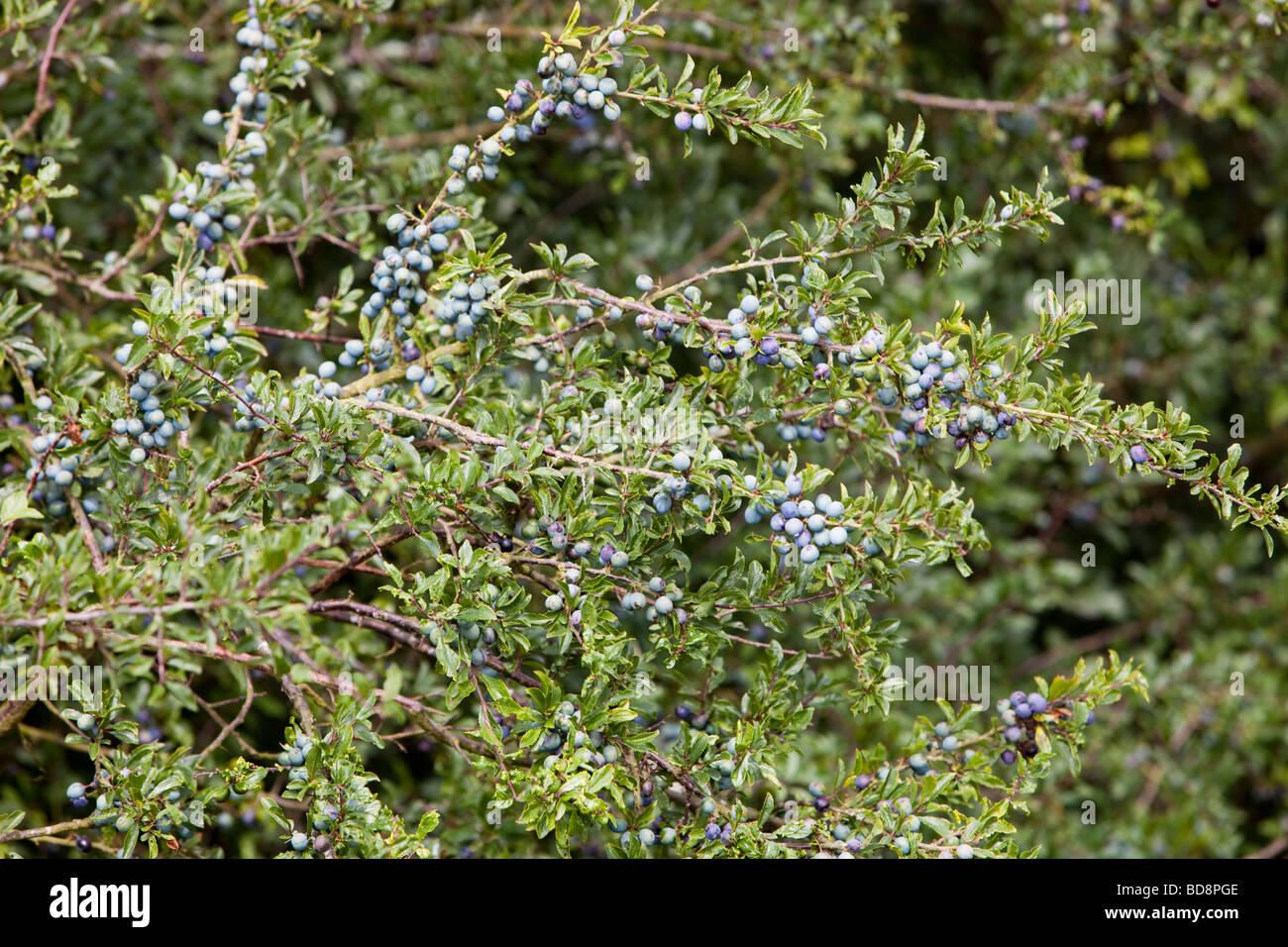 Sloe berry hi-res stock photography and images - Alamy