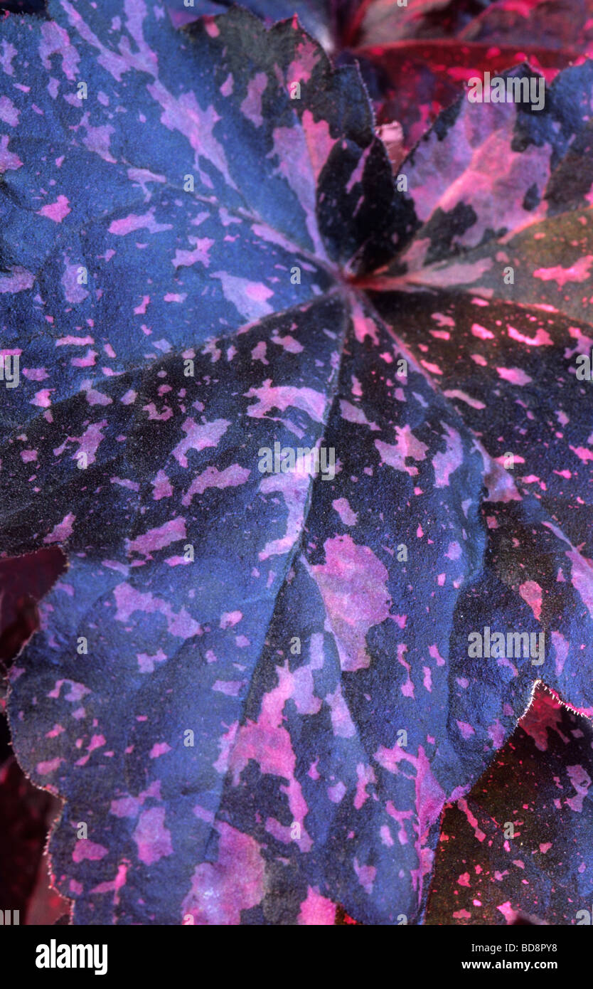 Midnight rose flower hi-res stock photography and images - Alamy