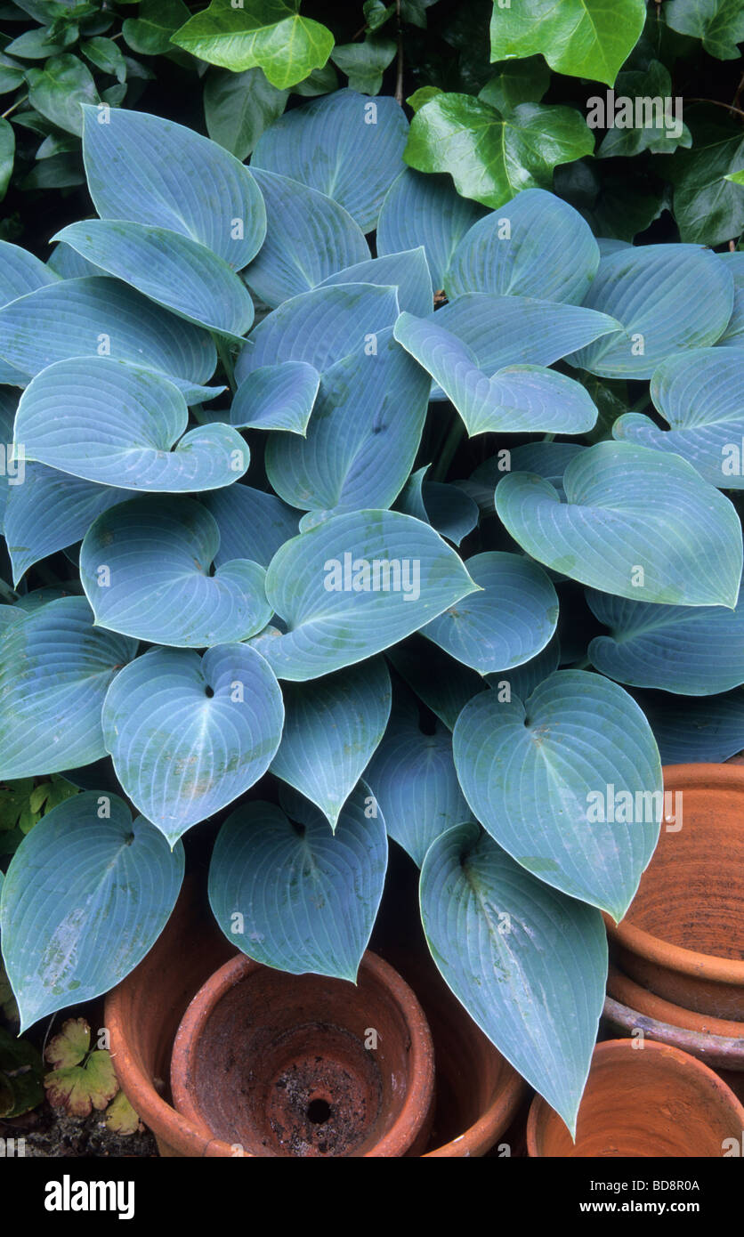 Hosta 'Halcyon' foliage in Summer Stock Photo - Alamy