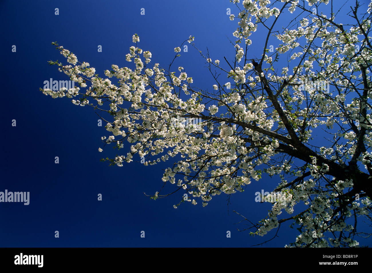 Italy, Abruzzo, cherry tree Stock Photo - Alamy