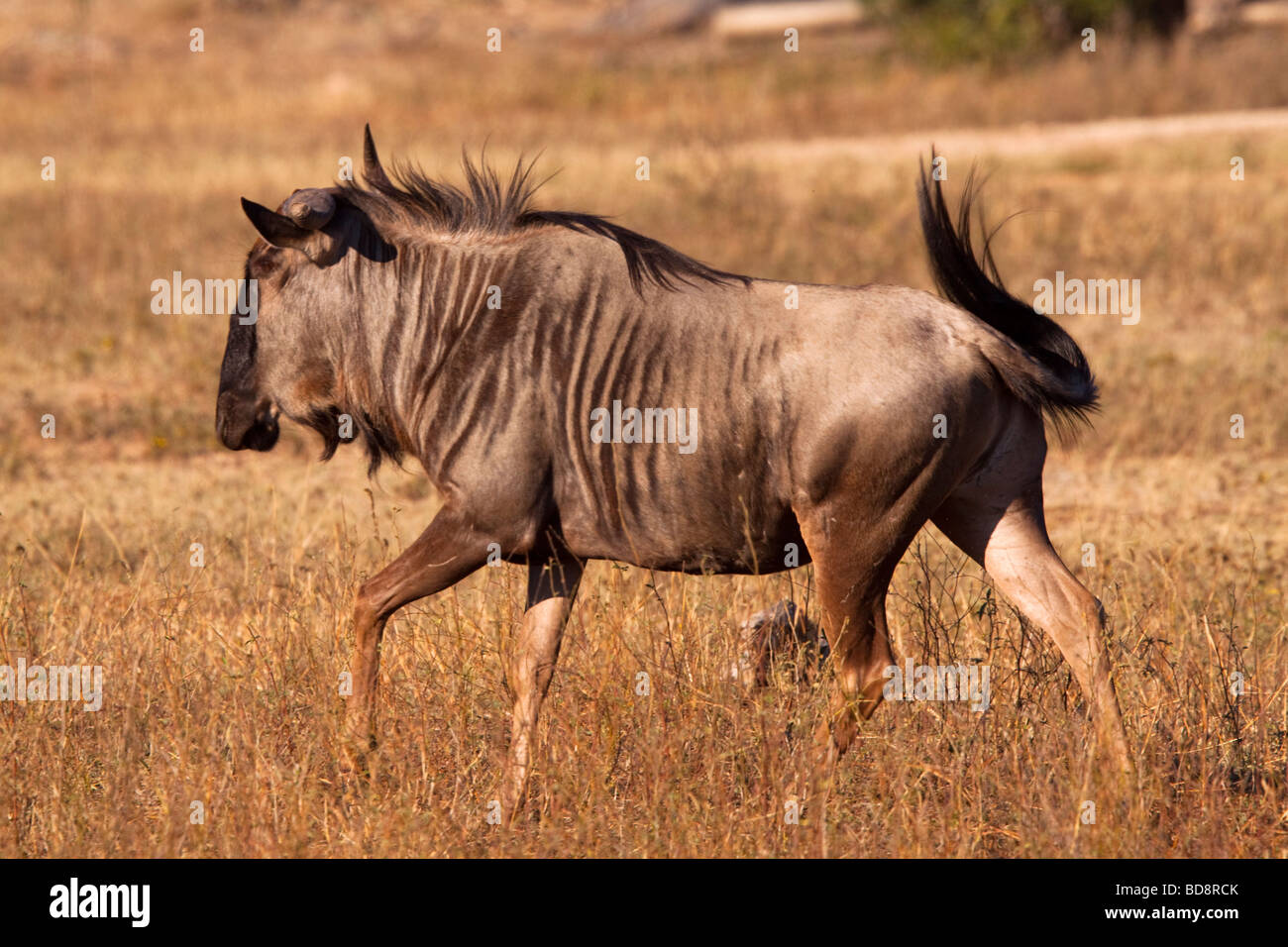 Wildebeest Calf