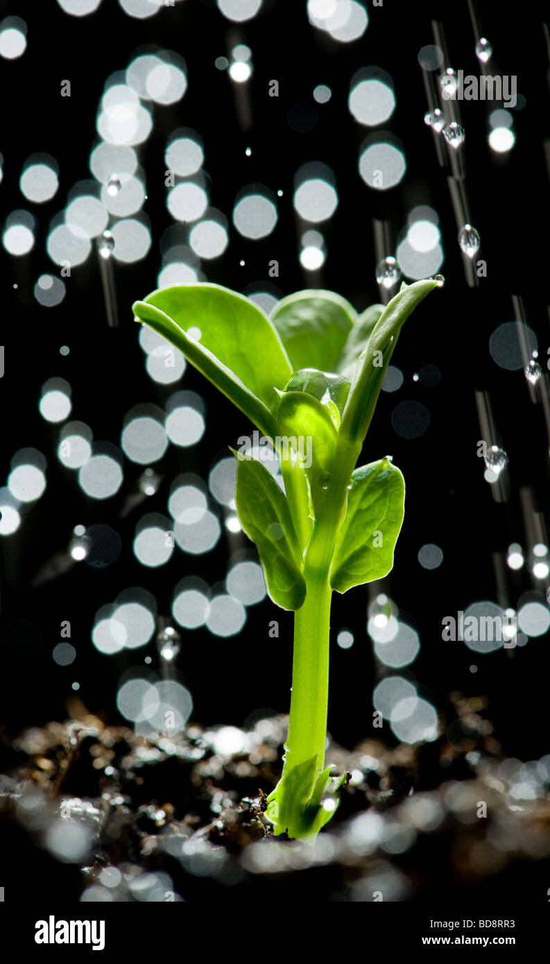 Closeup of a backlit pea shoot seedling in rain against a black ...
