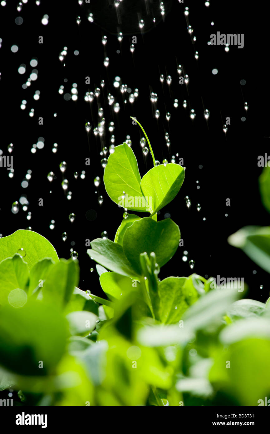 Pea Shoot High Resolution Stock Photography and Images - Alamy