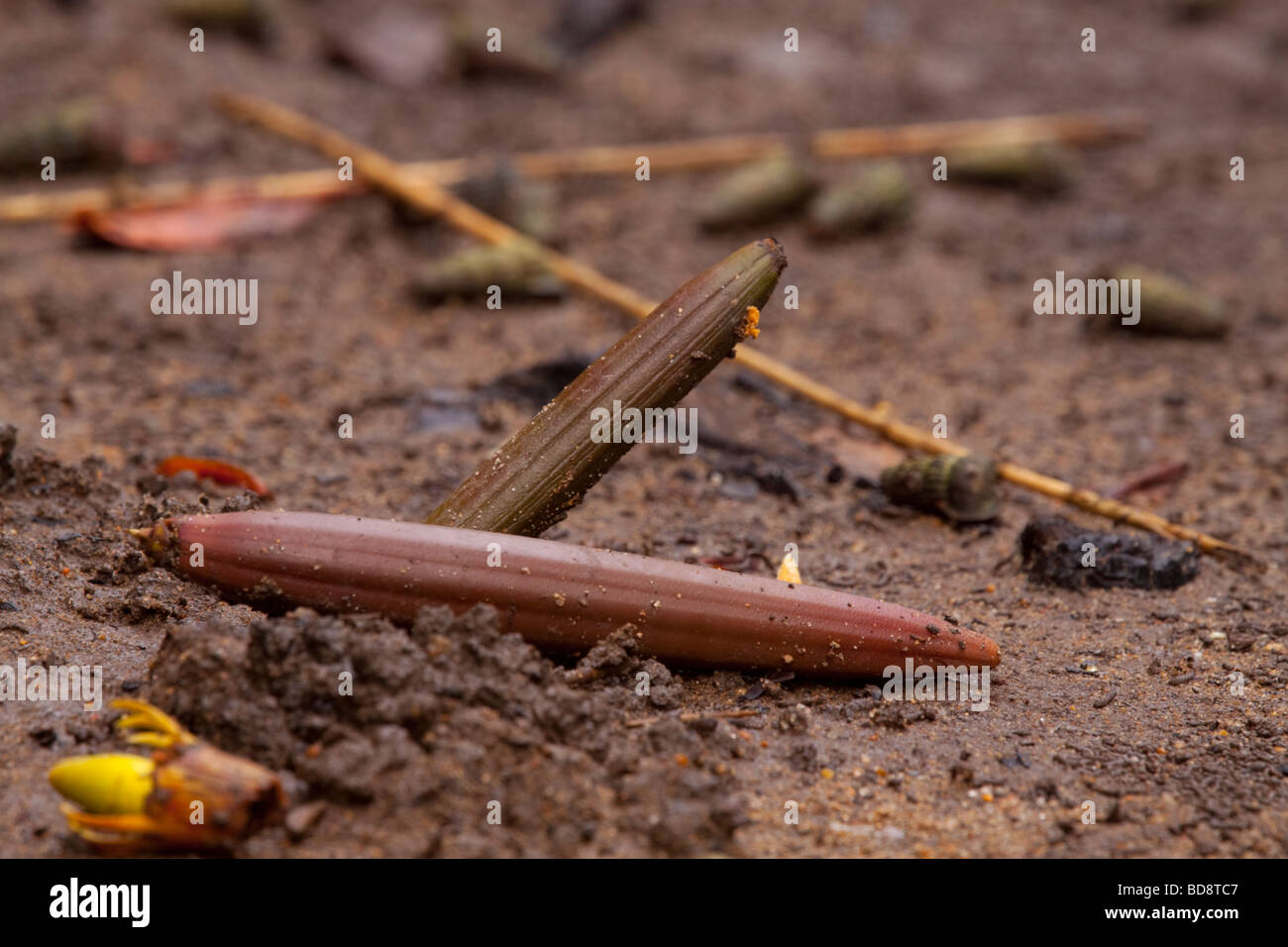 Mangrove Tree pod (seedling). Umlalazi Nature Reserve, Kwazulu-Natal ...