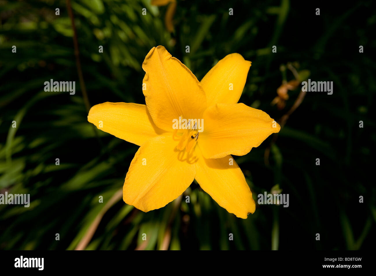 Single yellow lily growing in a garden Stock Photo - Alamy