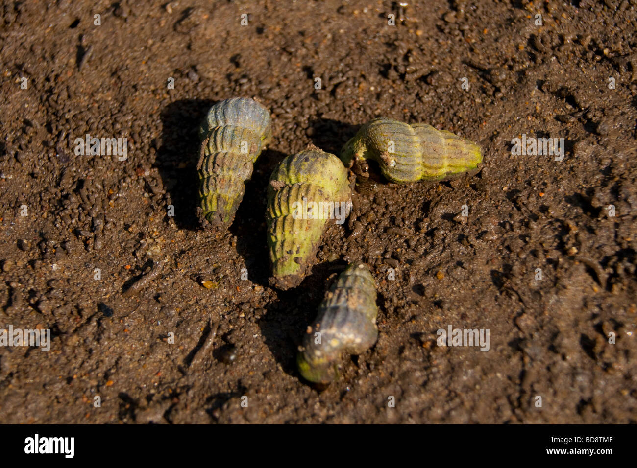 Mangrove Snail. Umlalazi Nature Reserve, Kwazulu-Natal, South Africa ...