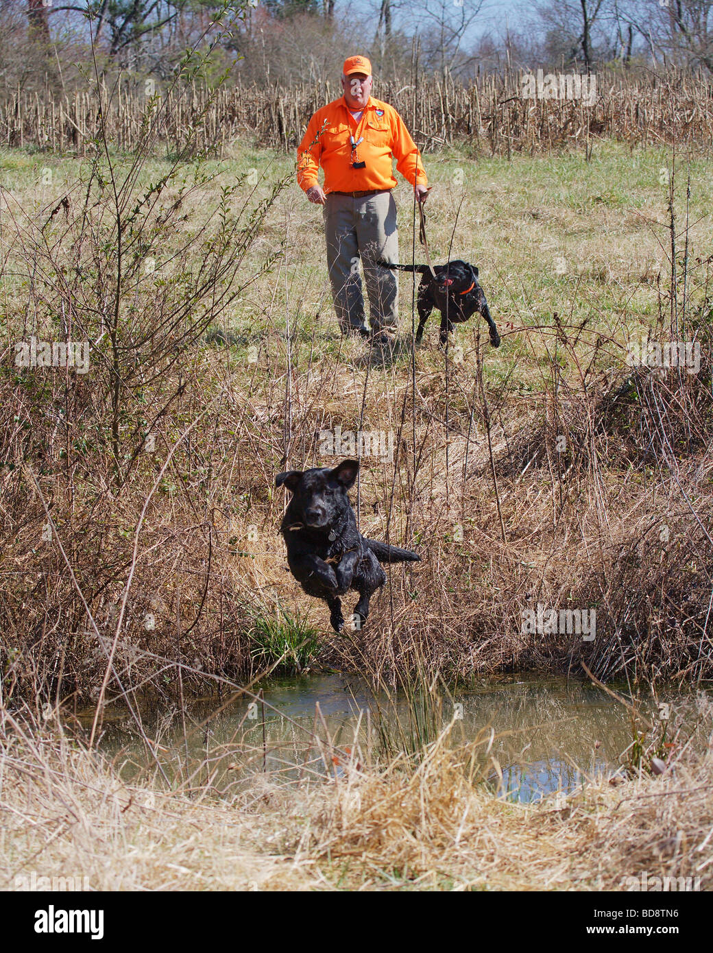 BLACK LAB LABRADOR IN MID AIR DIVING INTO A CREEK ON A RETRIEVE BEING ...