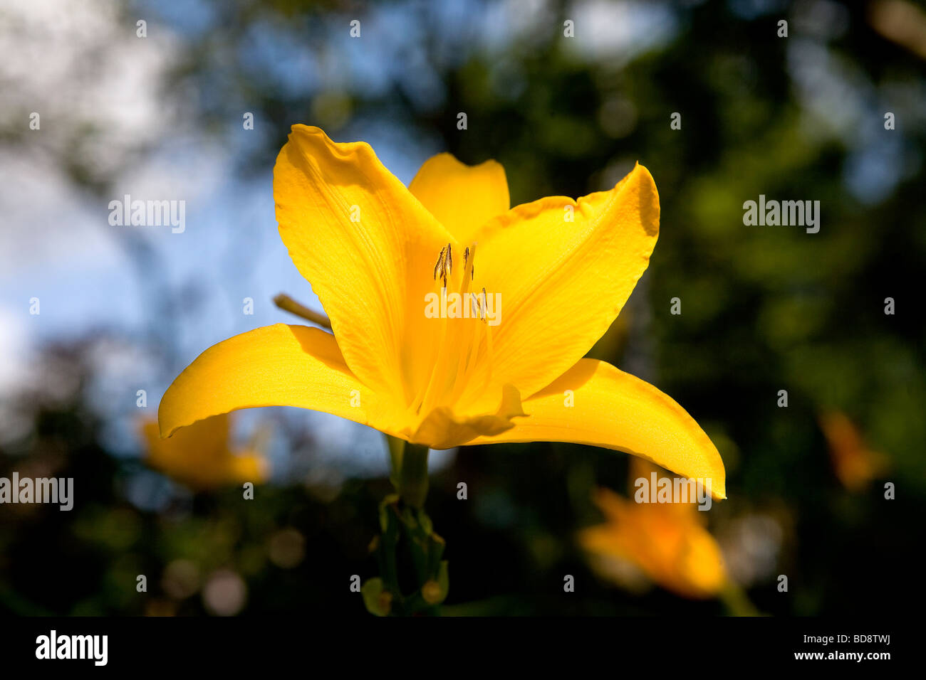 Single yellow lily growing in a garden Stock Photo - Alamy