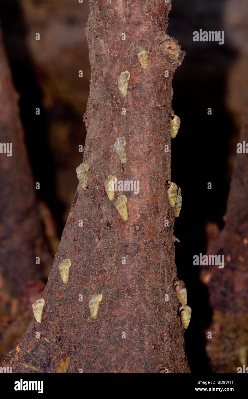 Mangrove tree with mangrove snails. Umlalazi Nature Reserve, Kwazulu ...