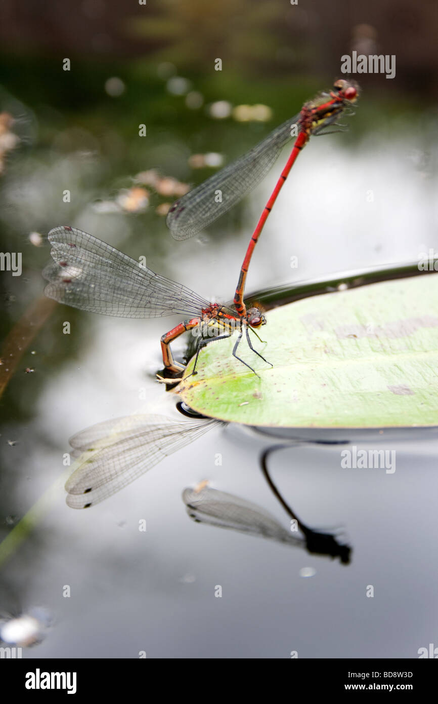 Large Red Damselflies Mating Stock Photo - Alamy