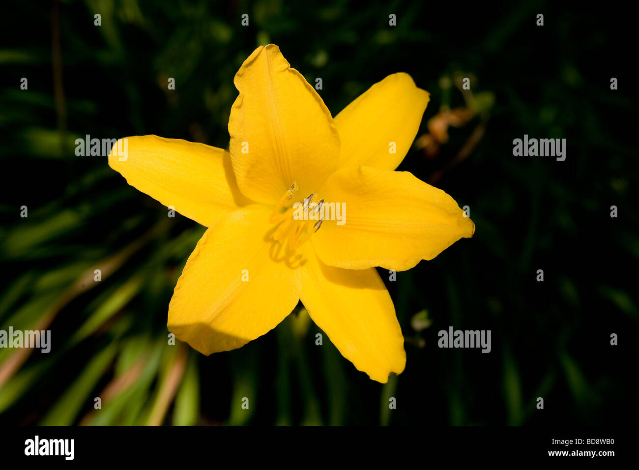 Single yellow lily growing in a garden Stock Photo - Alamy