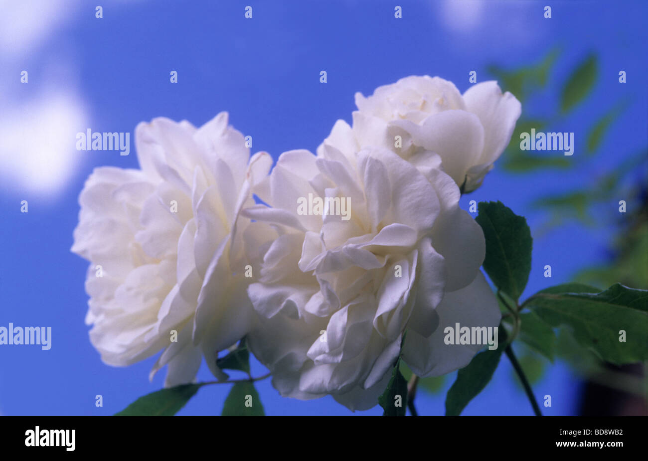 Climbing rose climbing roses hi-res stock photography and images - Alamy