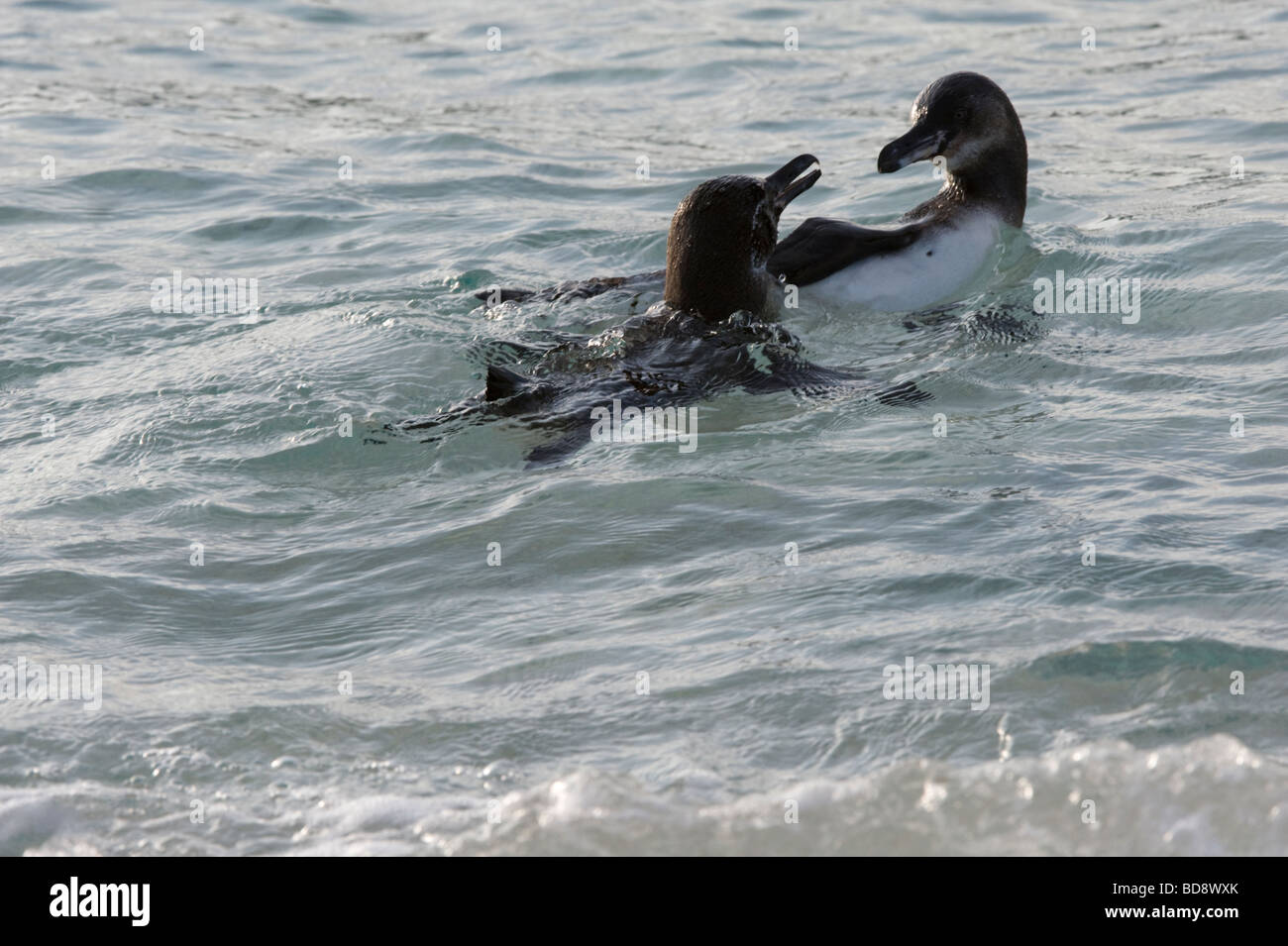 Galapagos Penguin (Spheniscus mendiculus) Sombrero Chino off southeast ...