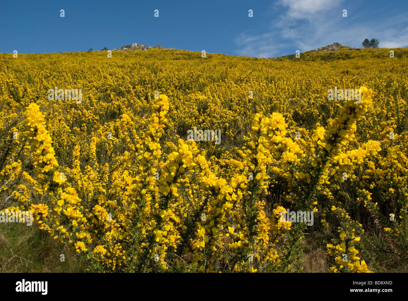 Common gorse (Ulex europaeus Stock Photo - Alamy
