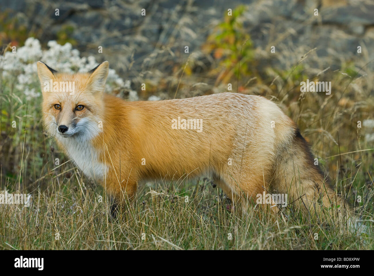 Red Fox Vulpes vulpes hunting Autumn North America Stock Photo - Alamy
