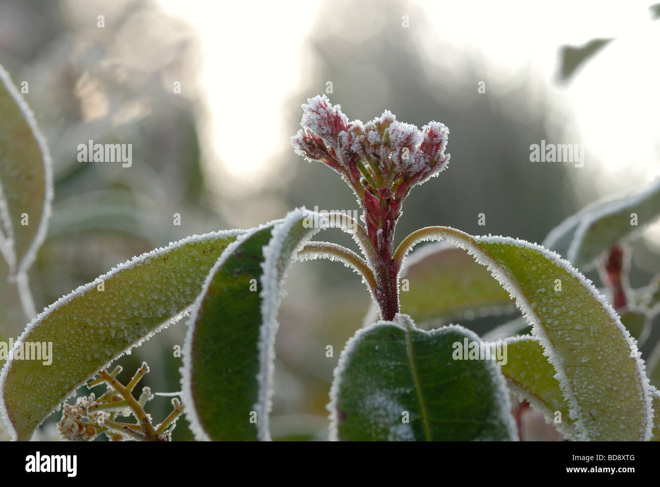 FROSTED PHOTINIA X FRASERI RED ROBIN Stock Photo - Alamy