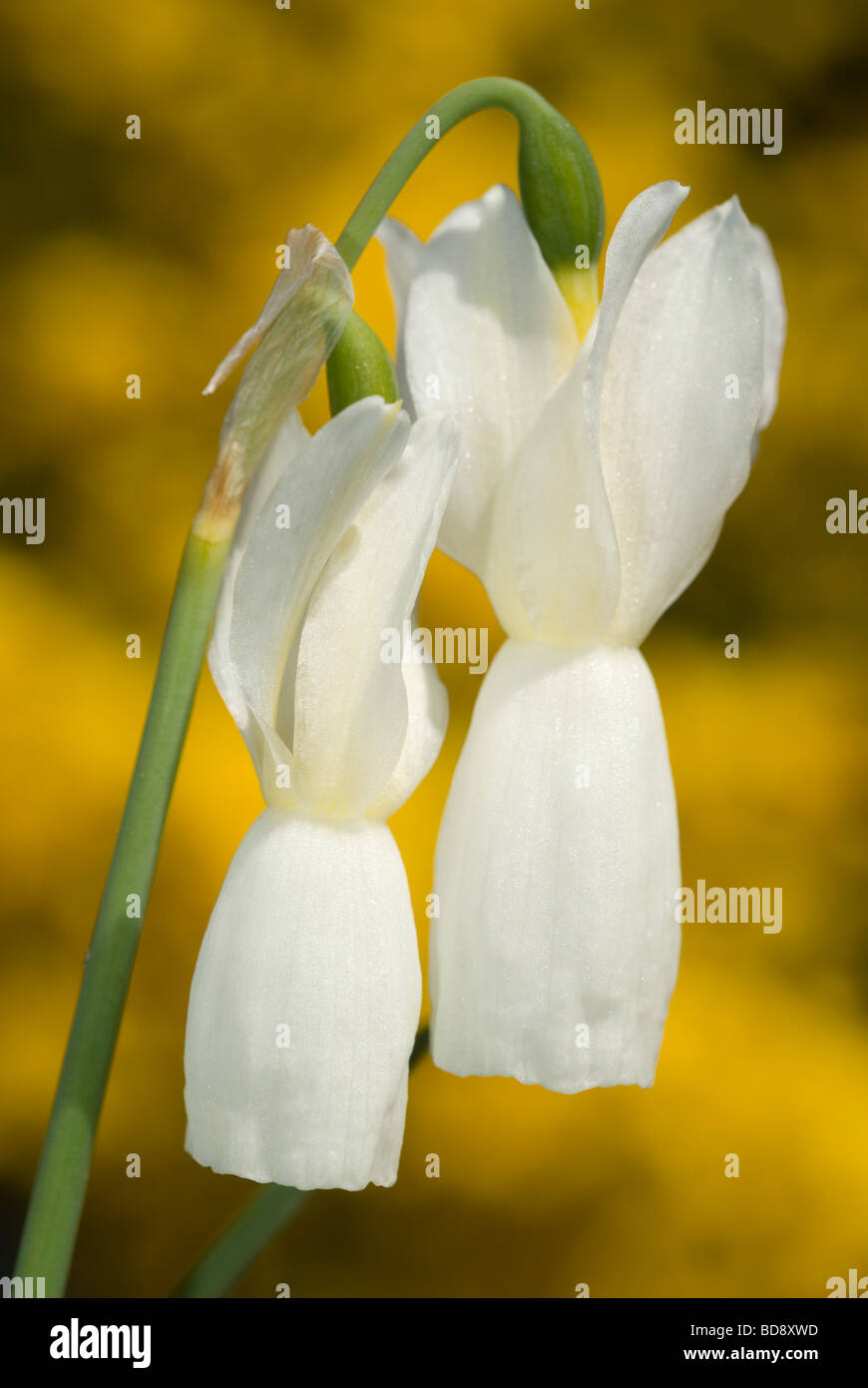 Angel tears daffodil hi-res stock photography and images - Alamy