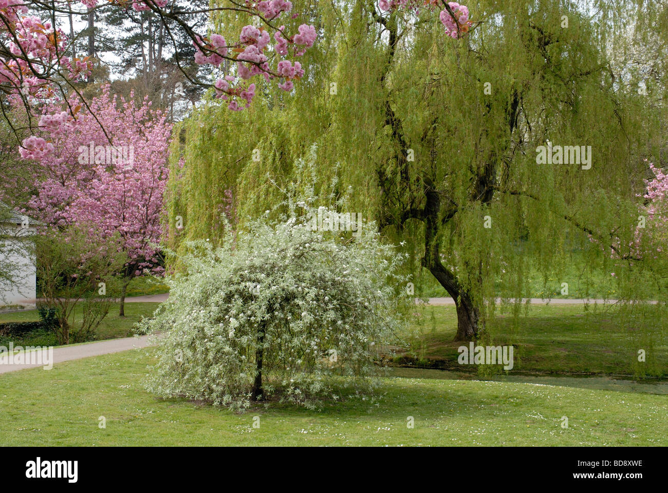 PYRUS SALICIFOLIA PENDULA AND SALIX BABYLONICA IN SPRING IN GARDENS OF ...