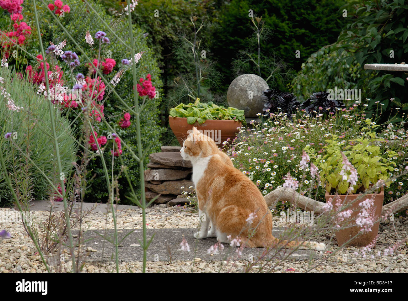 GINGER CAT IN GARDEN Stock Photo - Alamy