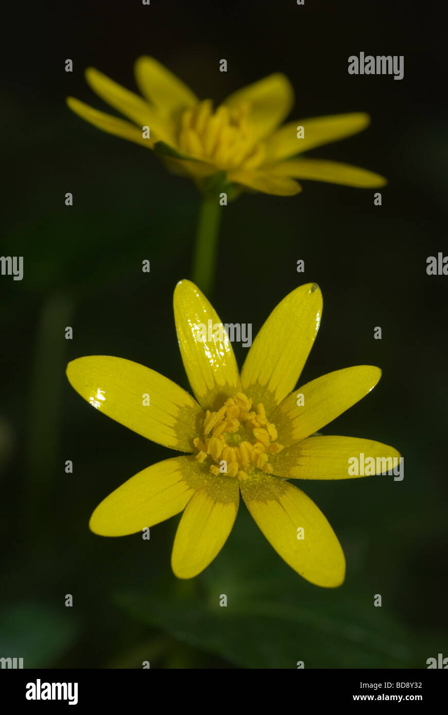 Lesser Celandine (Ranunculus ficaria Stock Photo - Alamy