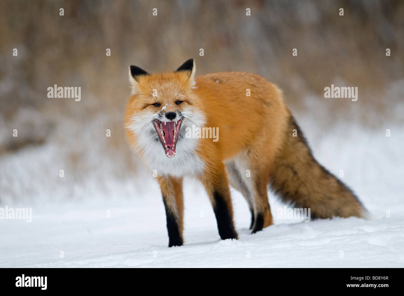 Red Fox Vulpes vulpes howling in snow North America Stock Photo - Alamy
