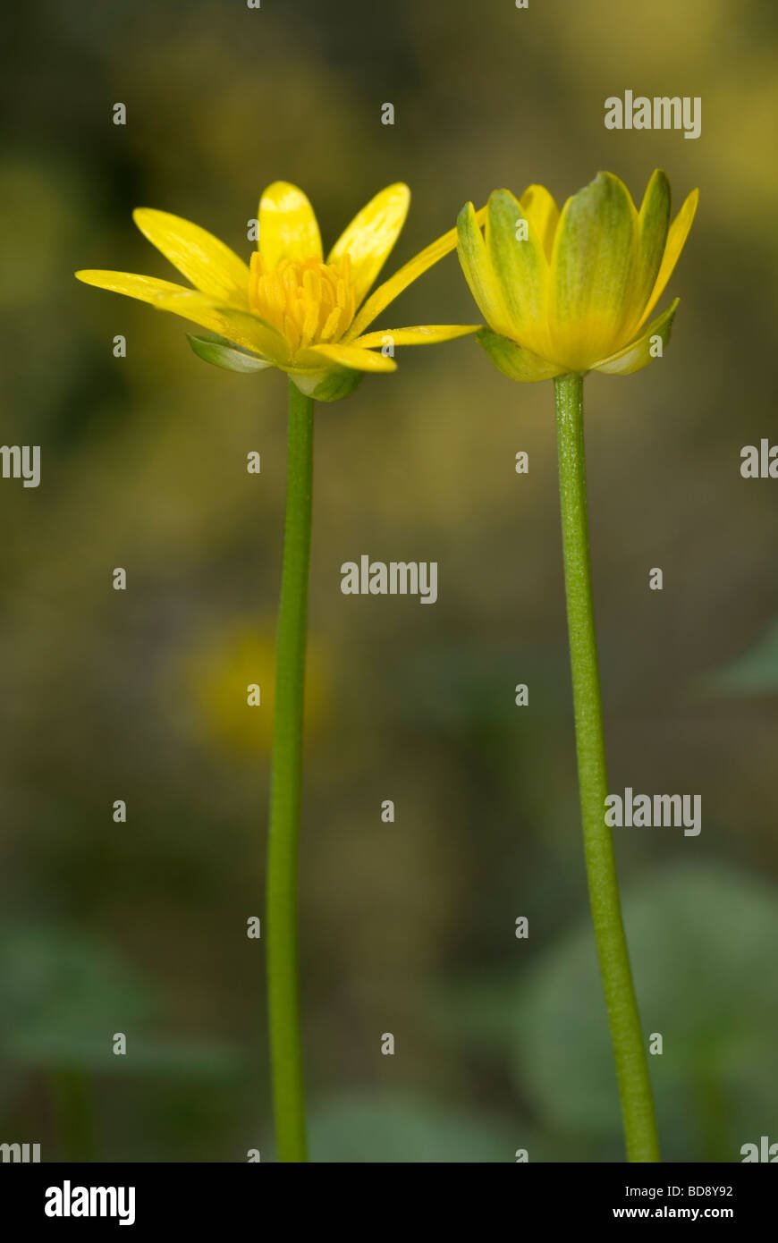 Celandine flower hi-res stock photography and images - Alamy