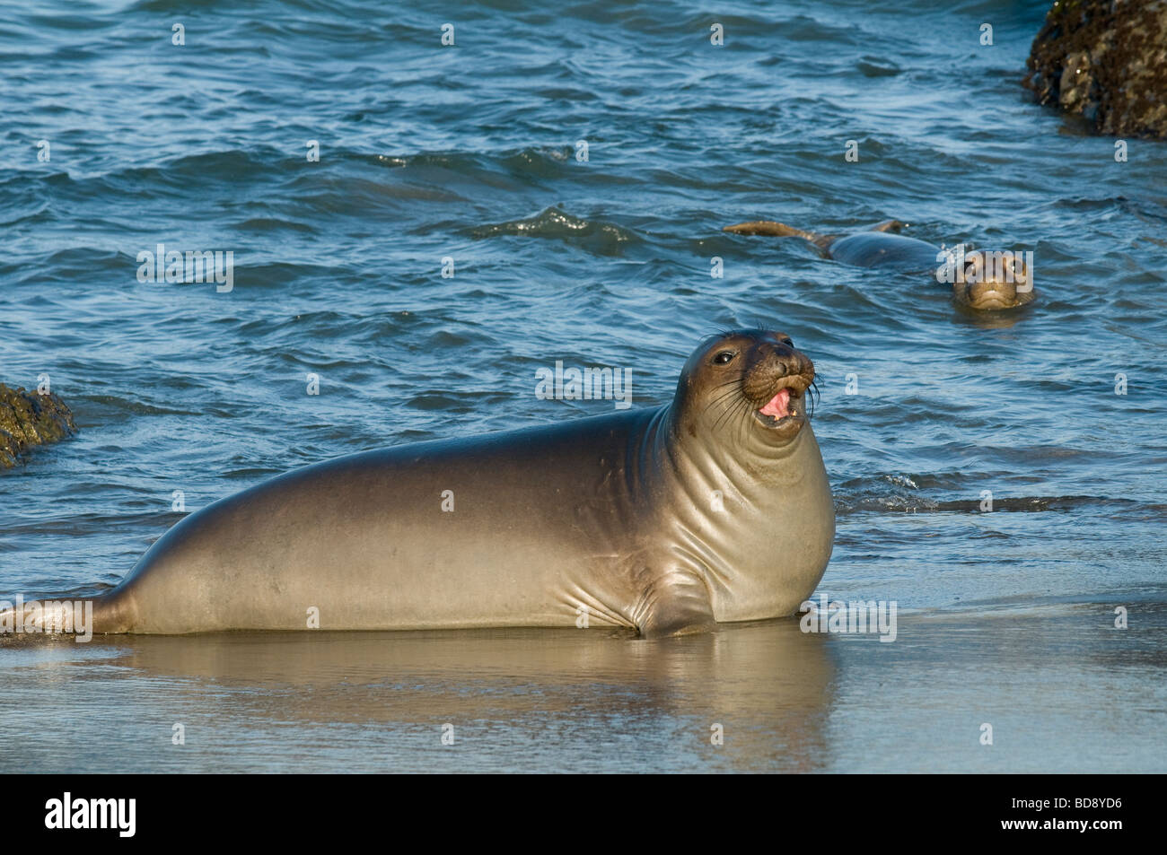 Male northern elephant seals hi-res stock photography and images - Alamy