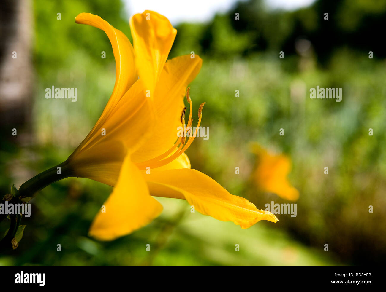 Single yellow lily growing in a garden Stock Photo - Alamy