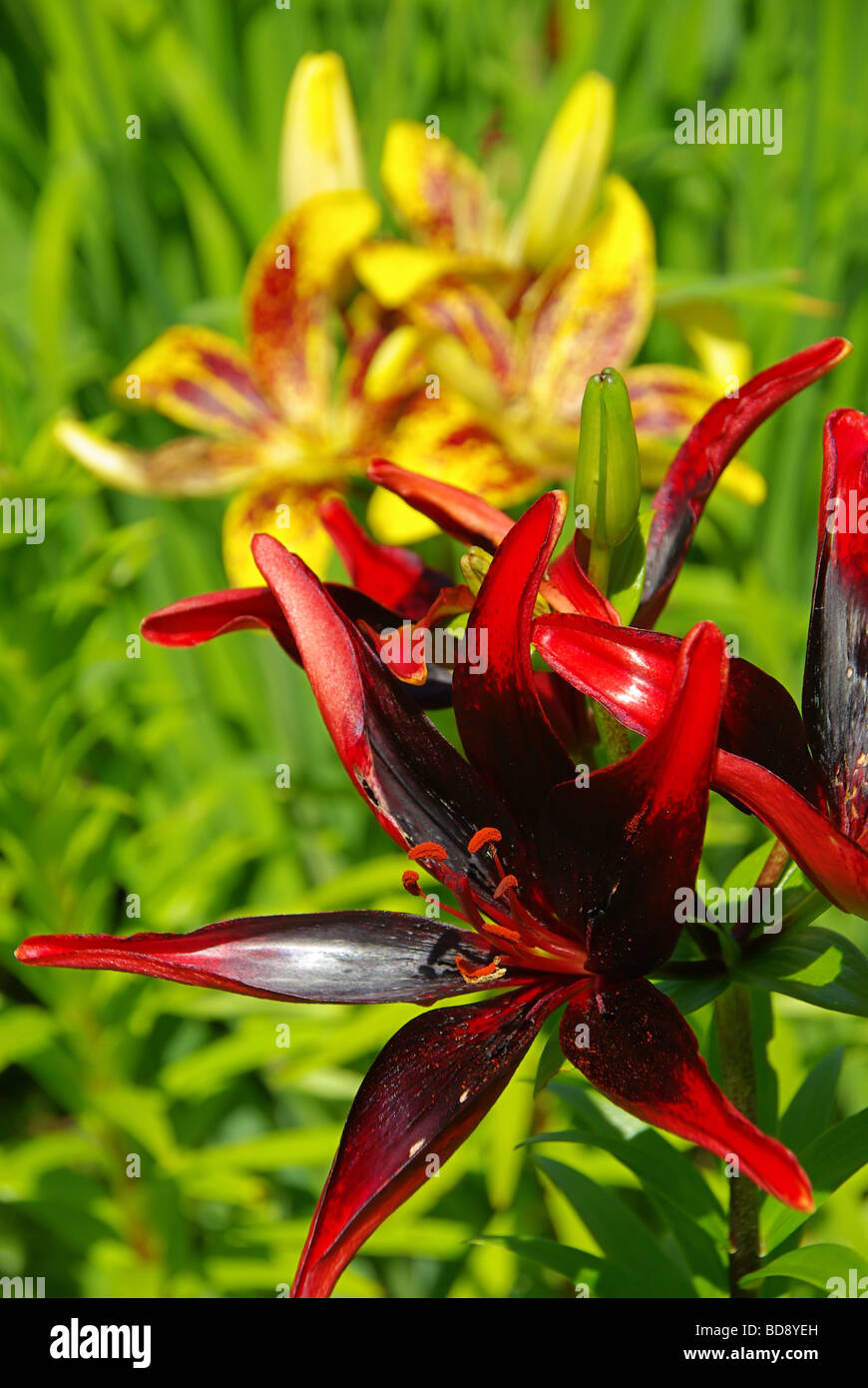 Lilie leaves hi-res stock photography and images - Alamy