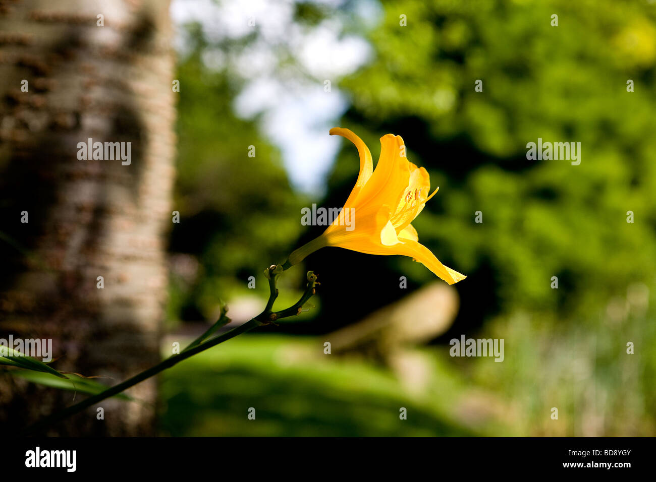 Single yellow lily growing in a garden Stock Photo - Alamy