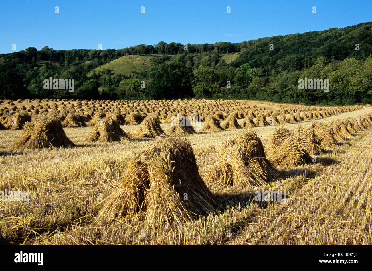 Corn stooks at Millway Farm near the Somerset village of Compton Dundon ...