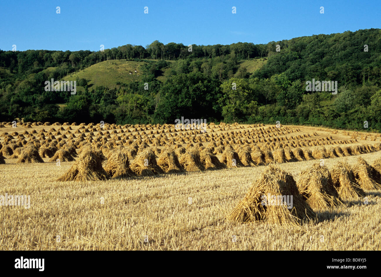 Corn stooks at Millway Farm near the Somerset village of Compton Dundon ...